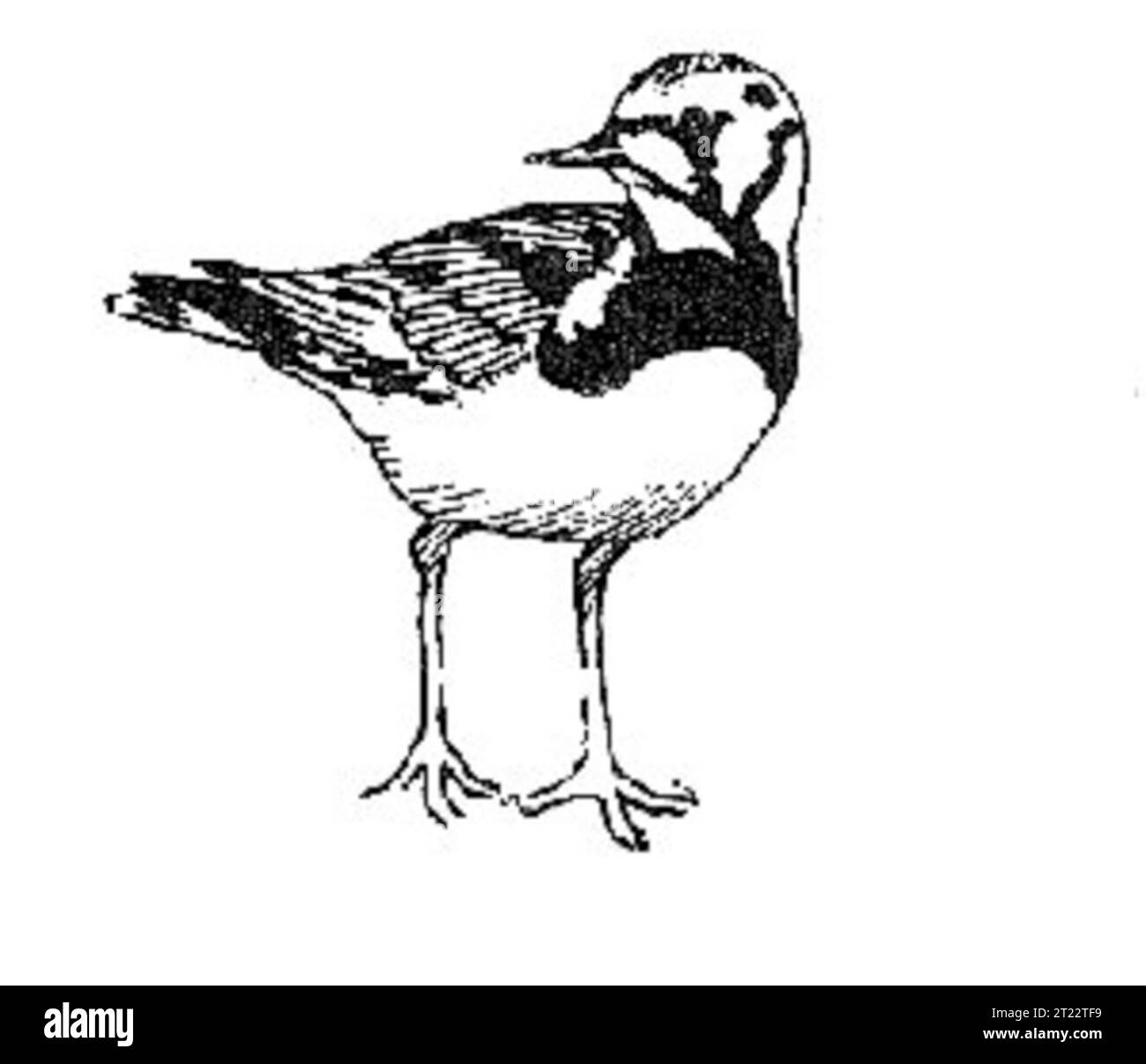 A line art illustration of a Ruddy Turnstone, a shorebird known for its ...
