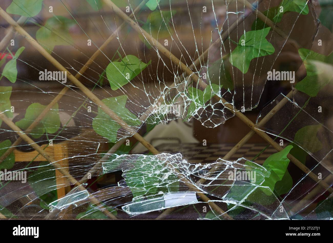 A broken shop window behind which a green plant can be seen in the room ...