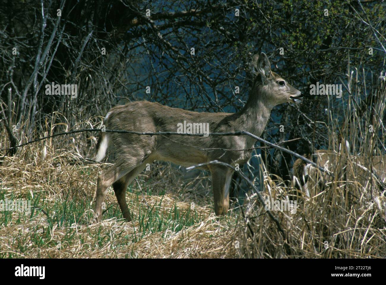 Odocoileus virginianus. Creator: Achtenberg, Jesse. Subjects: Mammals ... Odocoileus virginianus. Creator: Achtenberg, Jesse. Subjects: Mammals ...