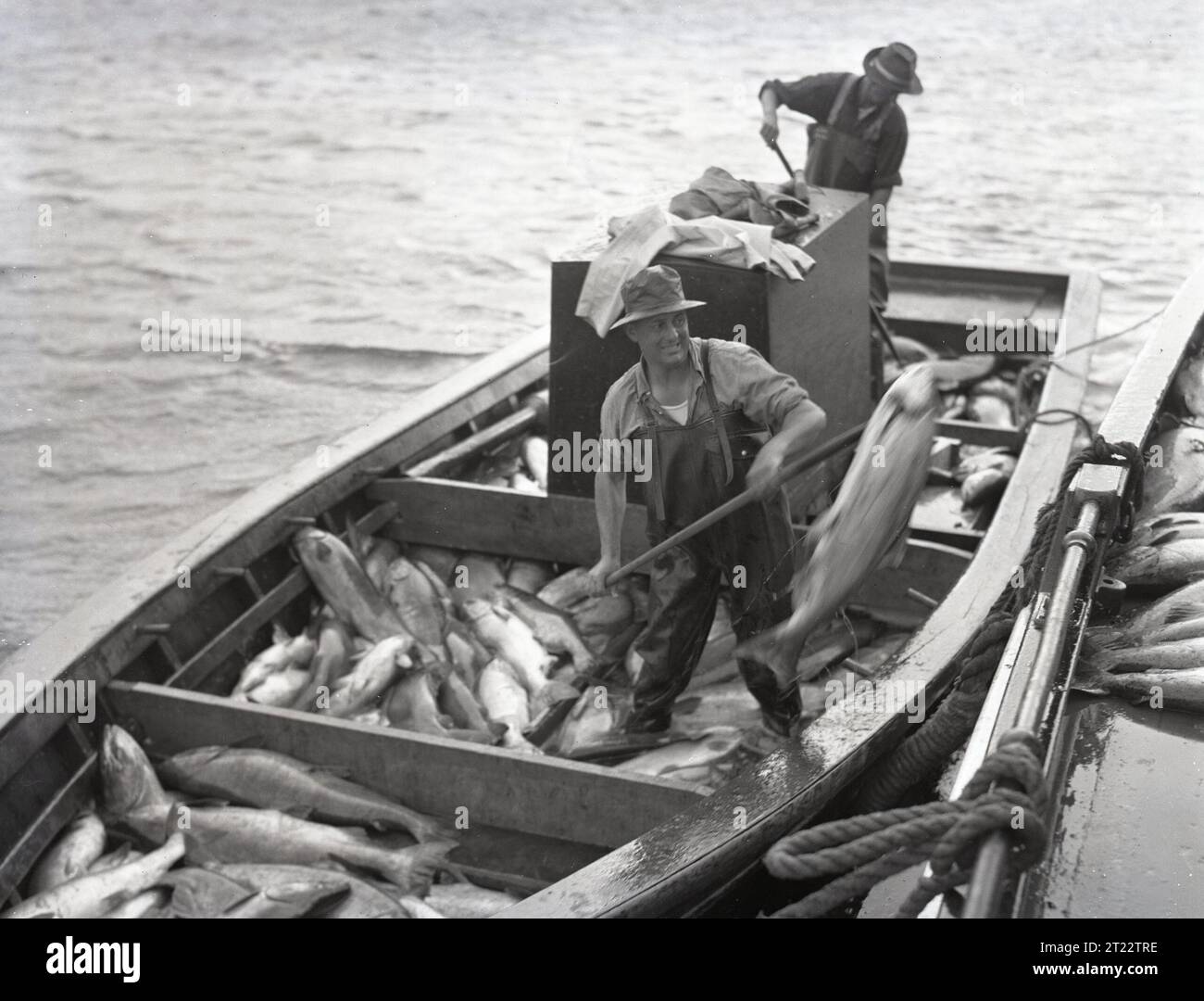 "Columbia River, above Astoria, Oregon. Transferring salmon to large ...