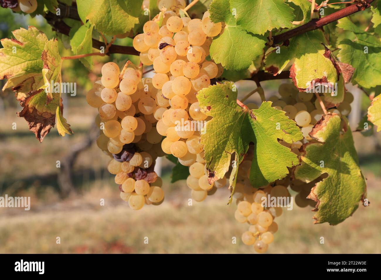 Botrytis cinerea grapes hi-res stock photography and images - Alamy