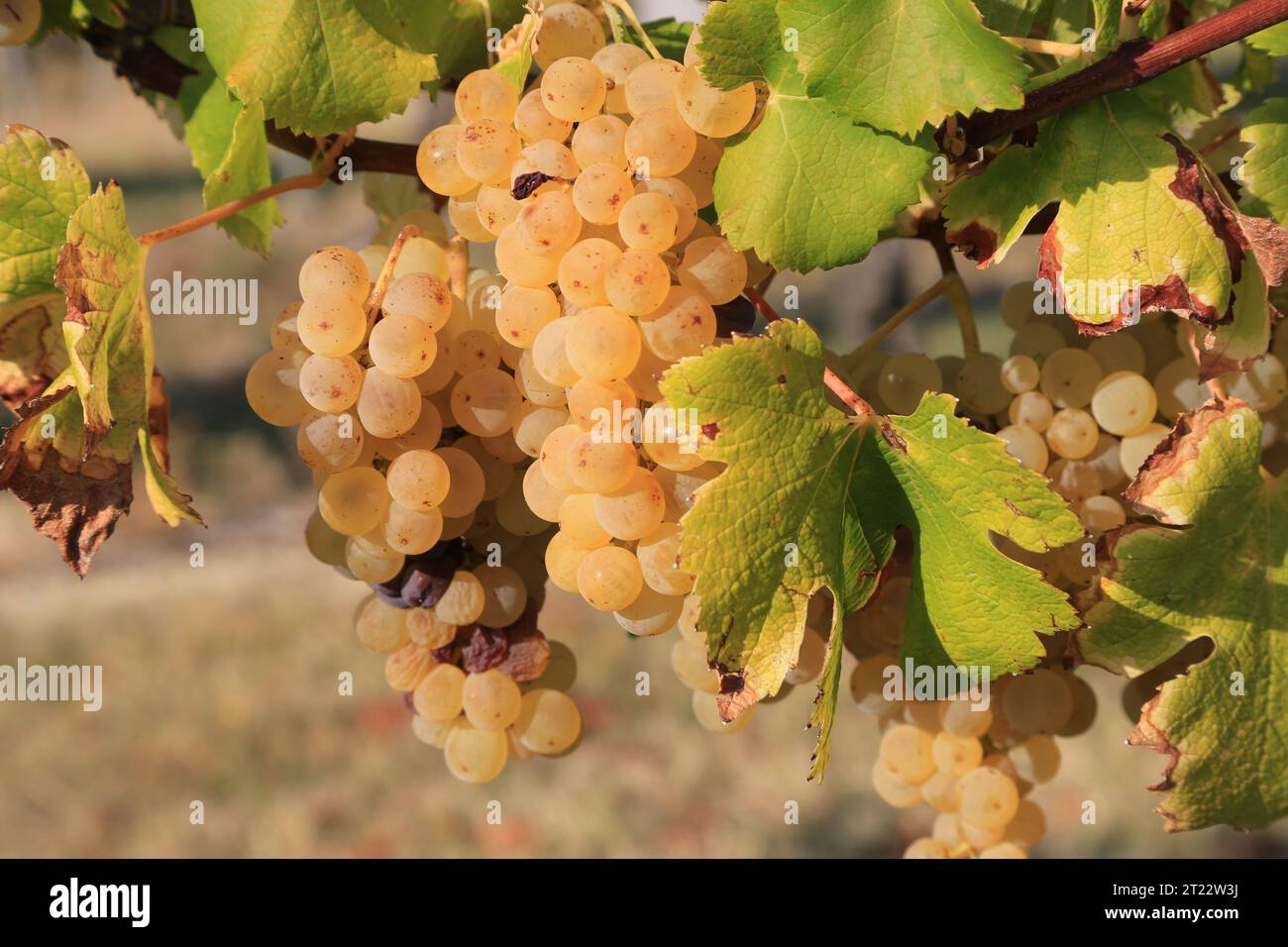 Monbazillac. Bunches of grapes with the beginning of noble rot ...