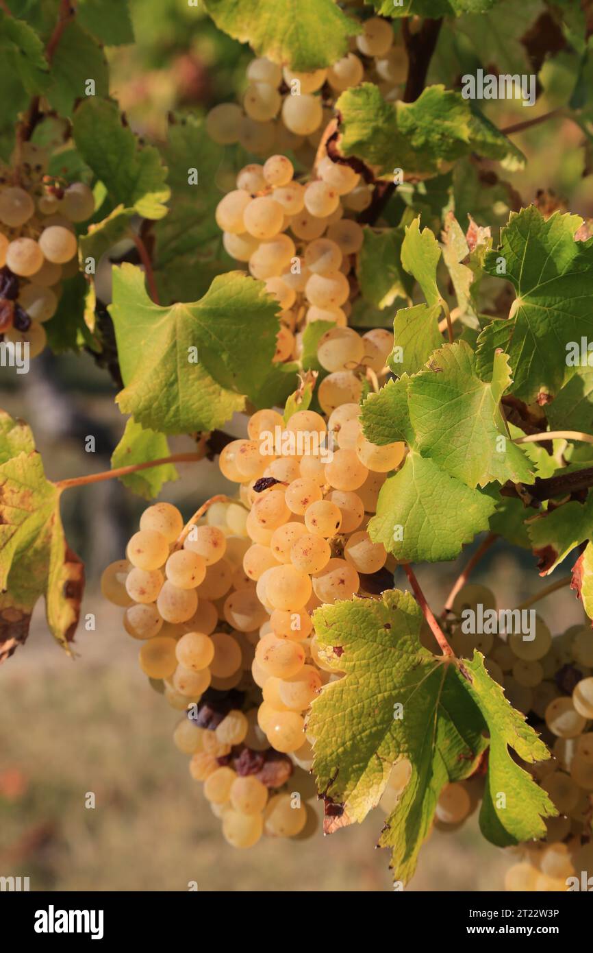 Monbazillac. Bunches of grapes with the beginning of noble rot ...