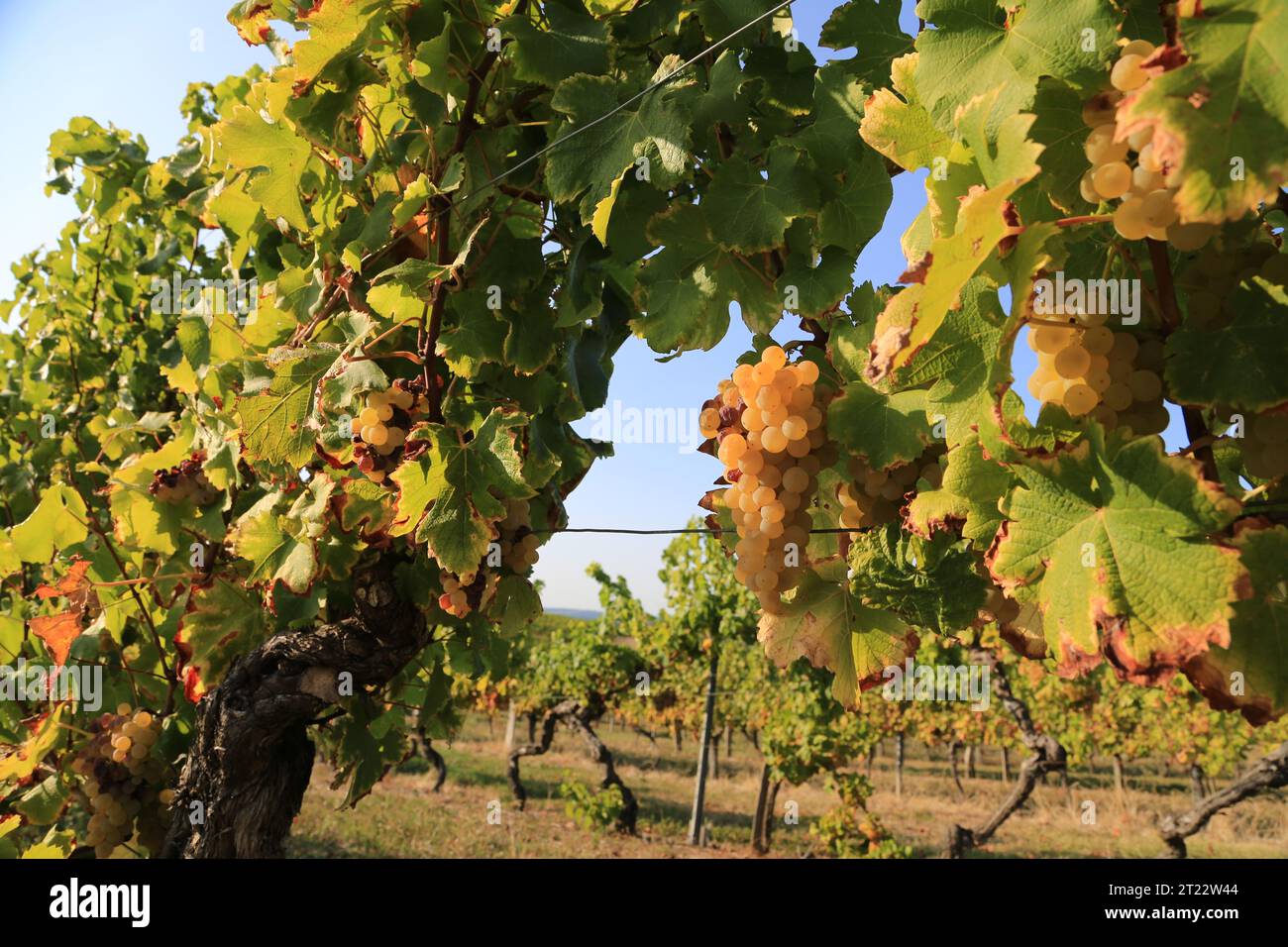 Monbazillac. Bunches of grapes with the beginning of noble rot ...