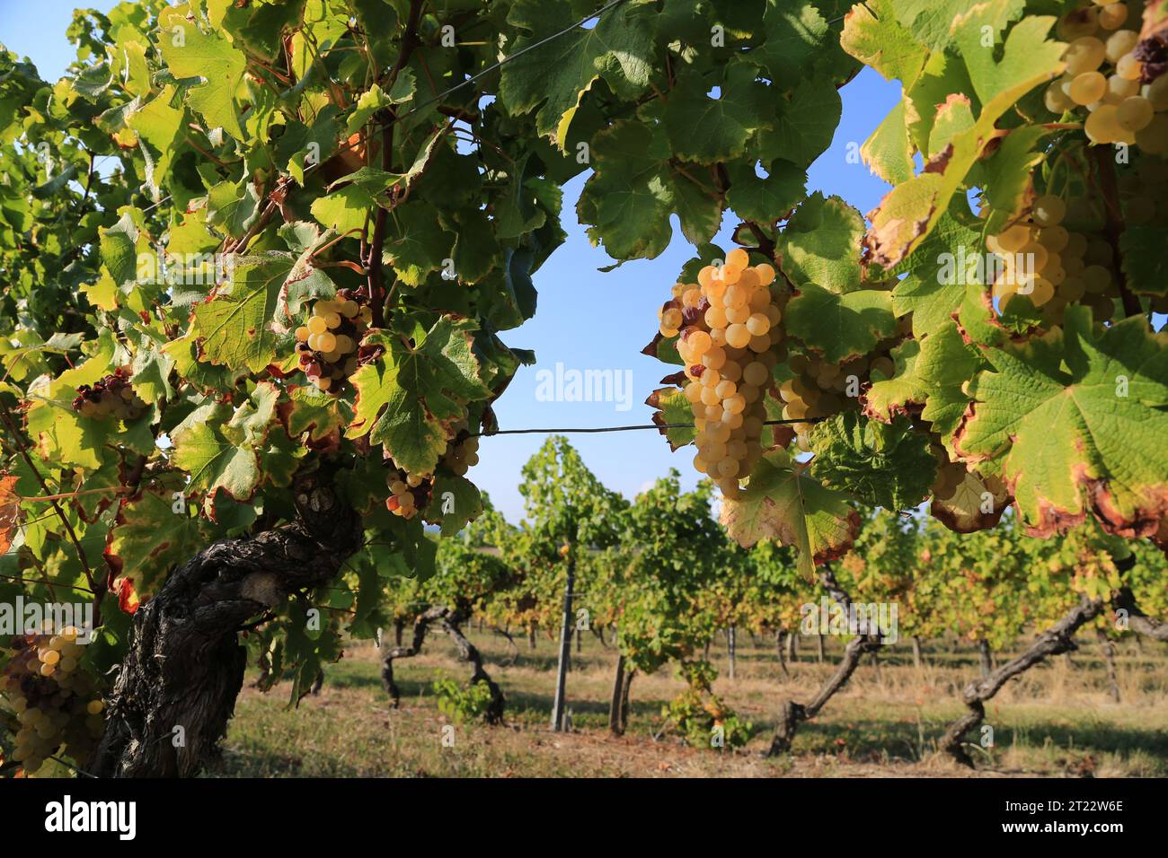 Monbazillac. Bunches of grapes with the beginning of noble rot ...