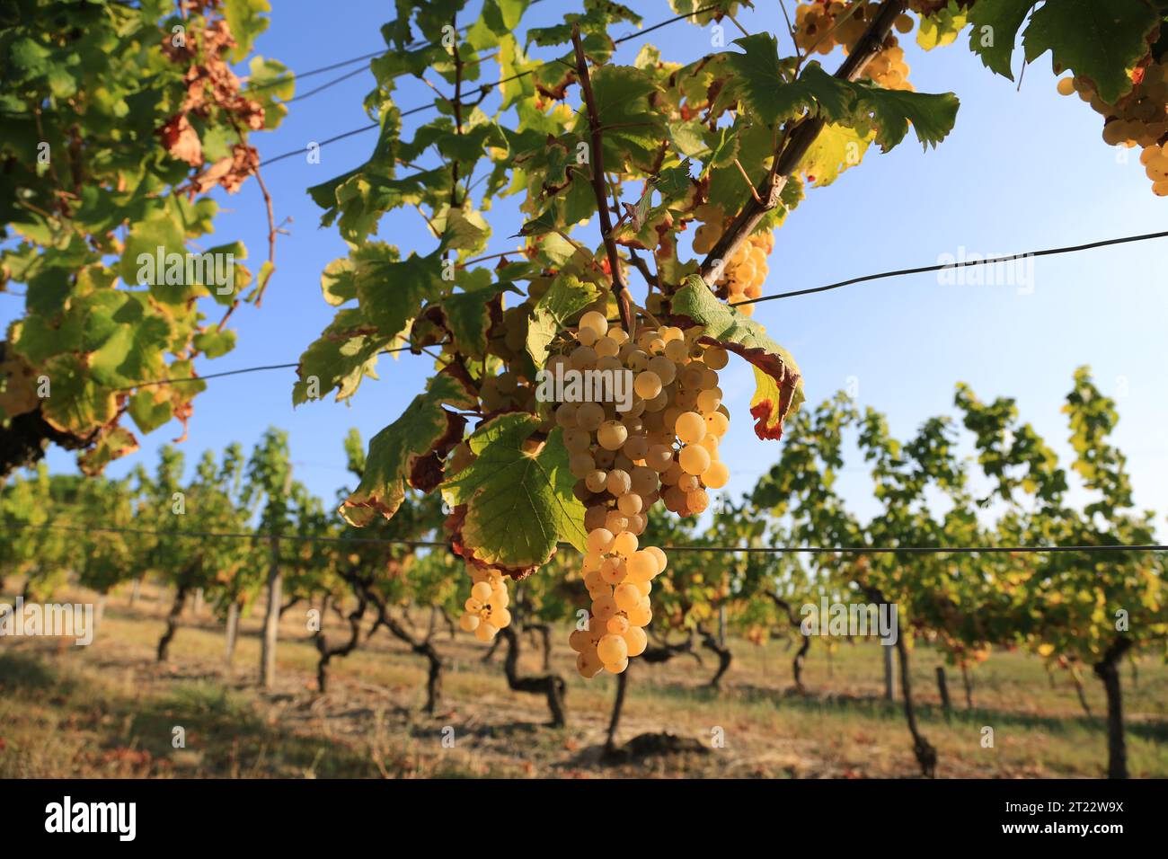 Botrytis cinerea grapes hi-res stock photography and images - Alamy