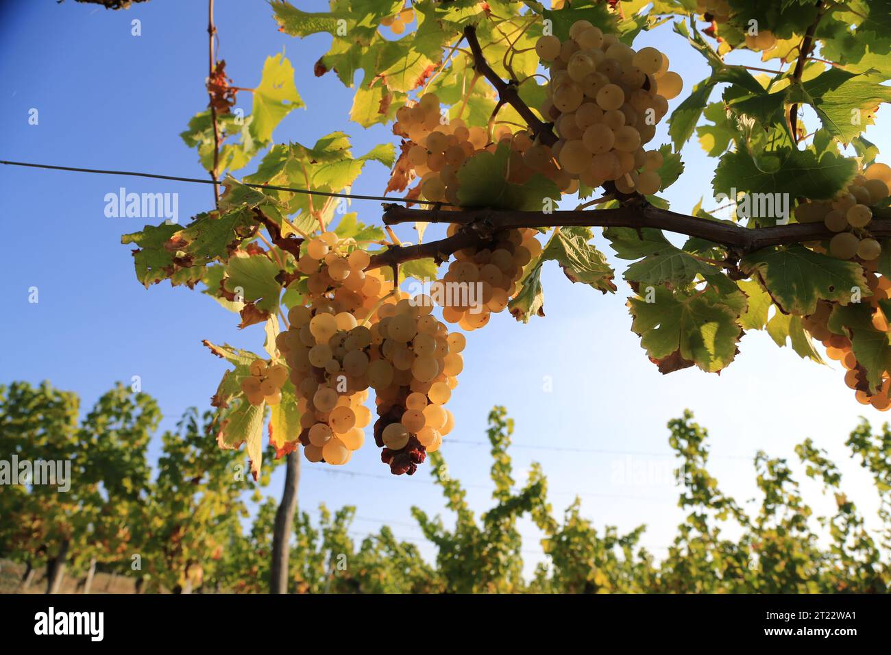 Monbazillac. Bunches of grapes with the beginning of noble rot ...
