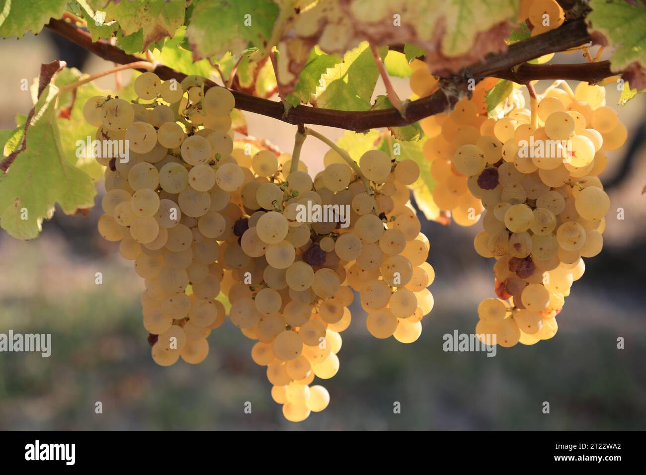 Monbazillac. Bunches of grapes with the beginning of noble rot ...