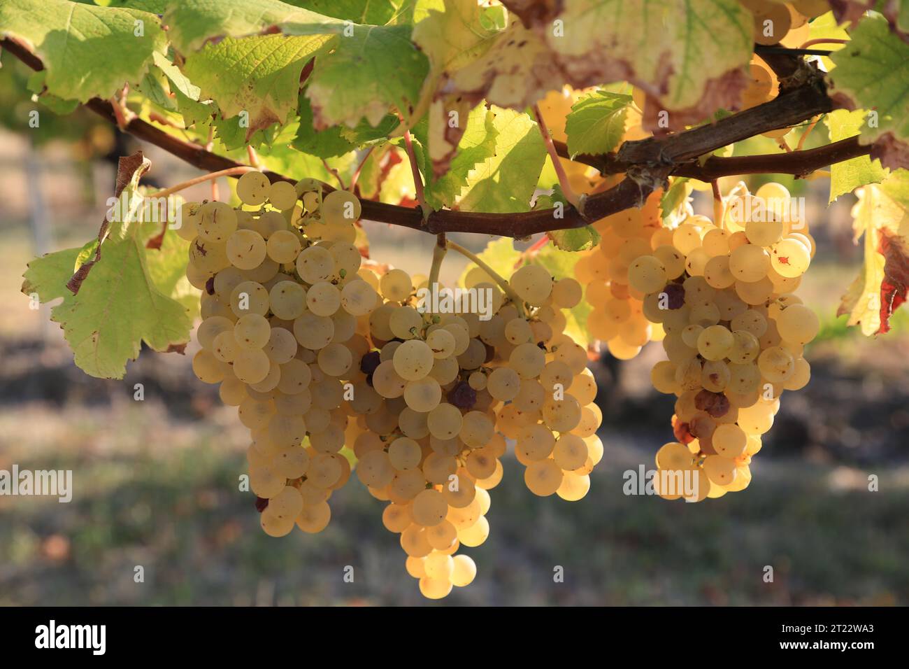 Botrytis cinerea hi-res stock photography and images - Alamy