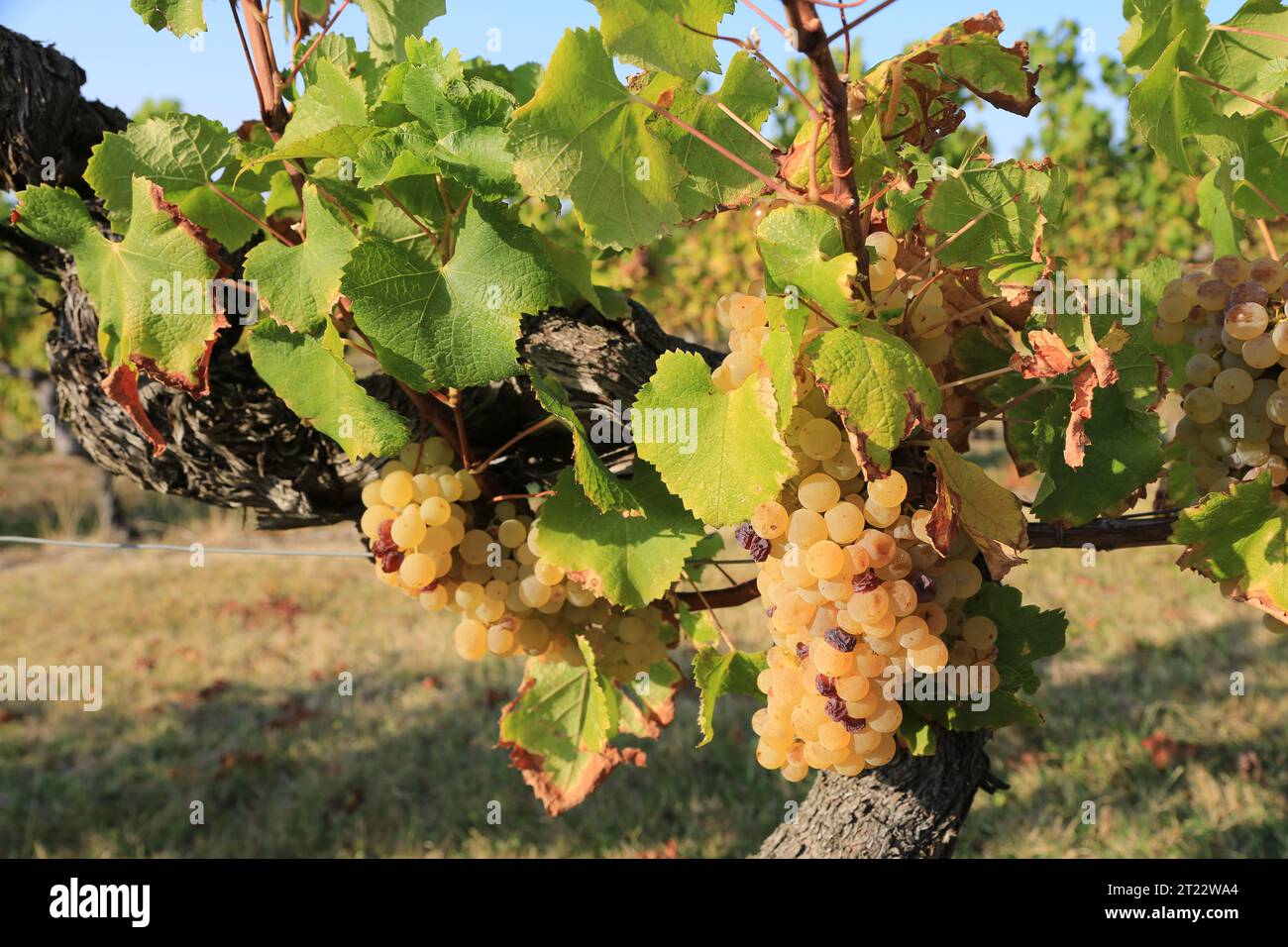 Monbazillac. Bunches of grapes with the beginning of noble rot ...