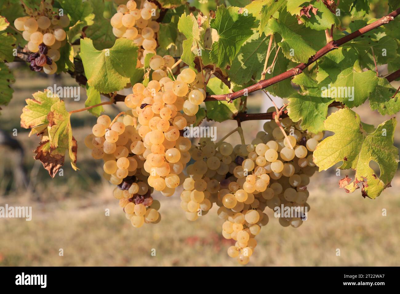 Monbazillac. Bunches of grapes with the beginning of noble rot ...