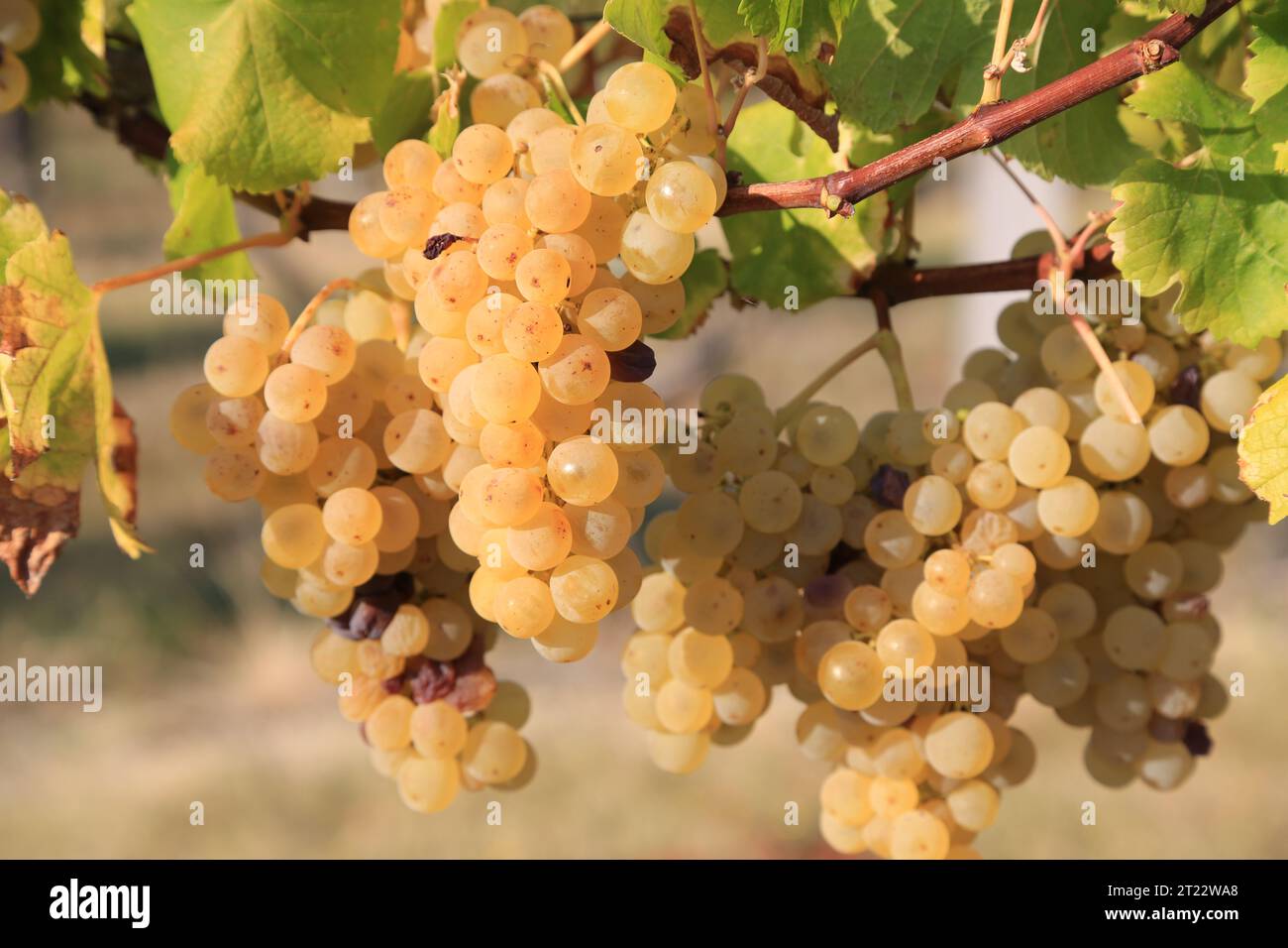 Monbazillac. Bunches of grapes with the beginning of noble rot ...