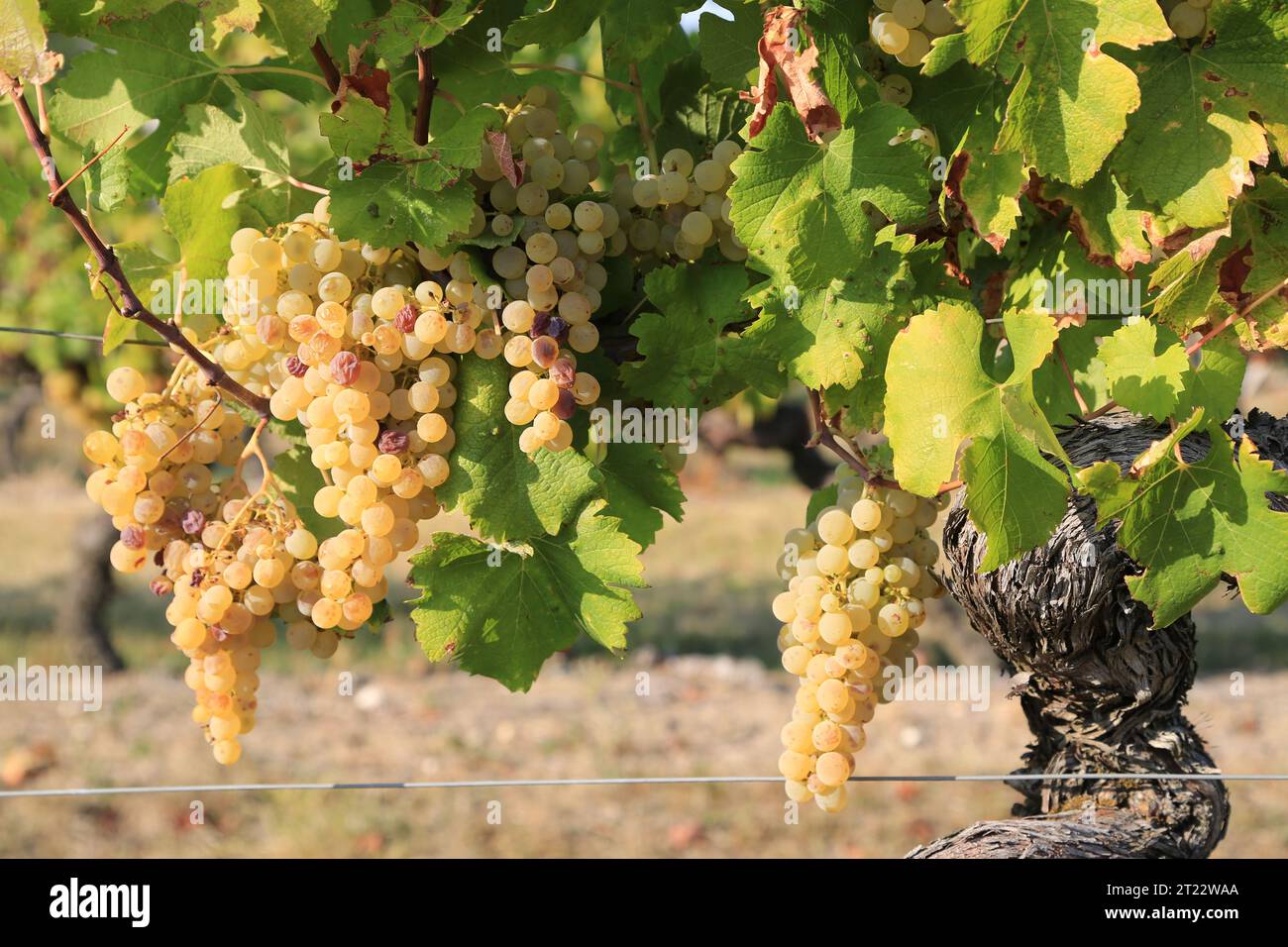 Botrytis cinerea hi-res stock photography and images - Alamy