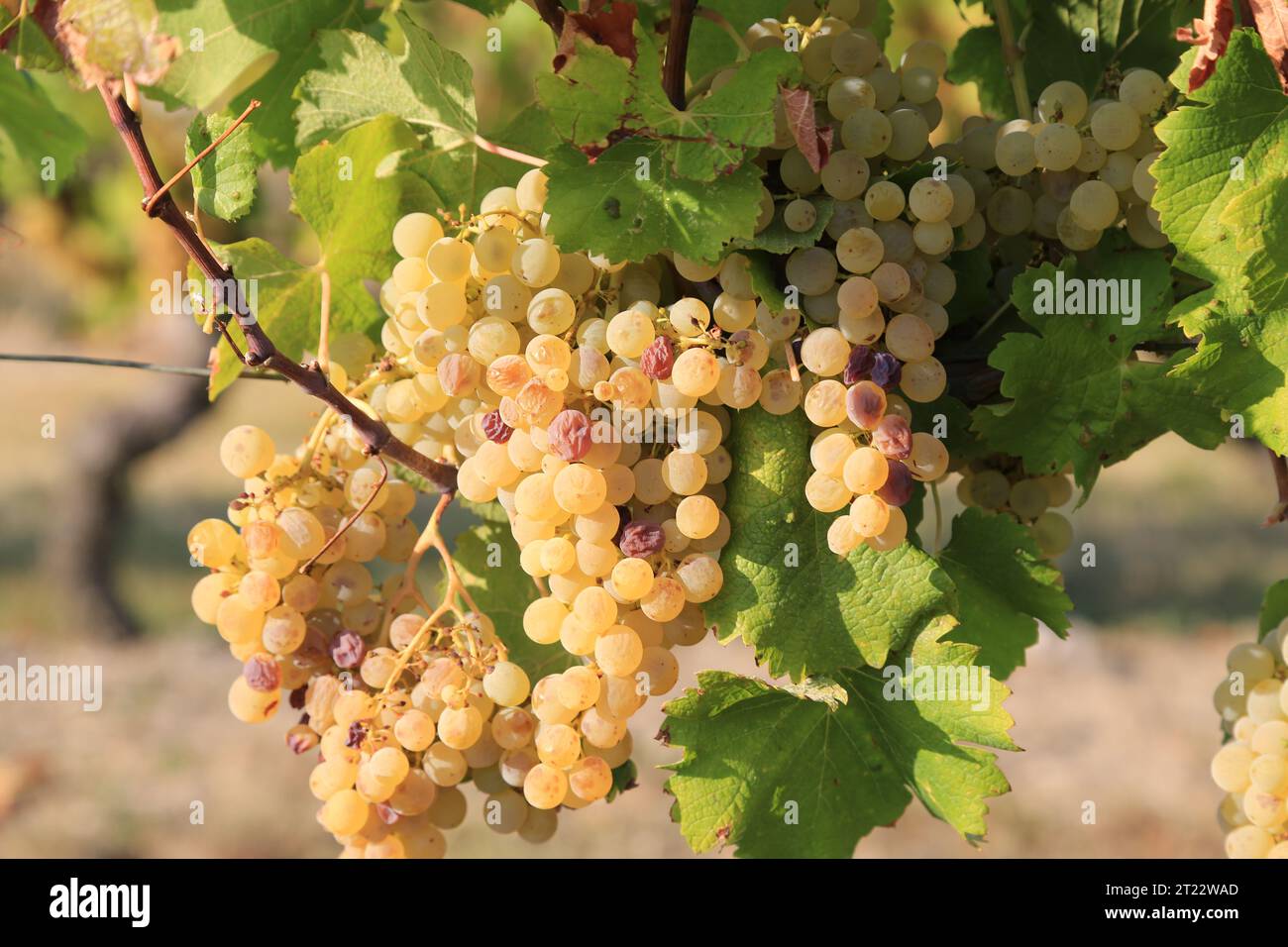 Monbazillac. Bunches of grapes with the beginning of noble rot ...