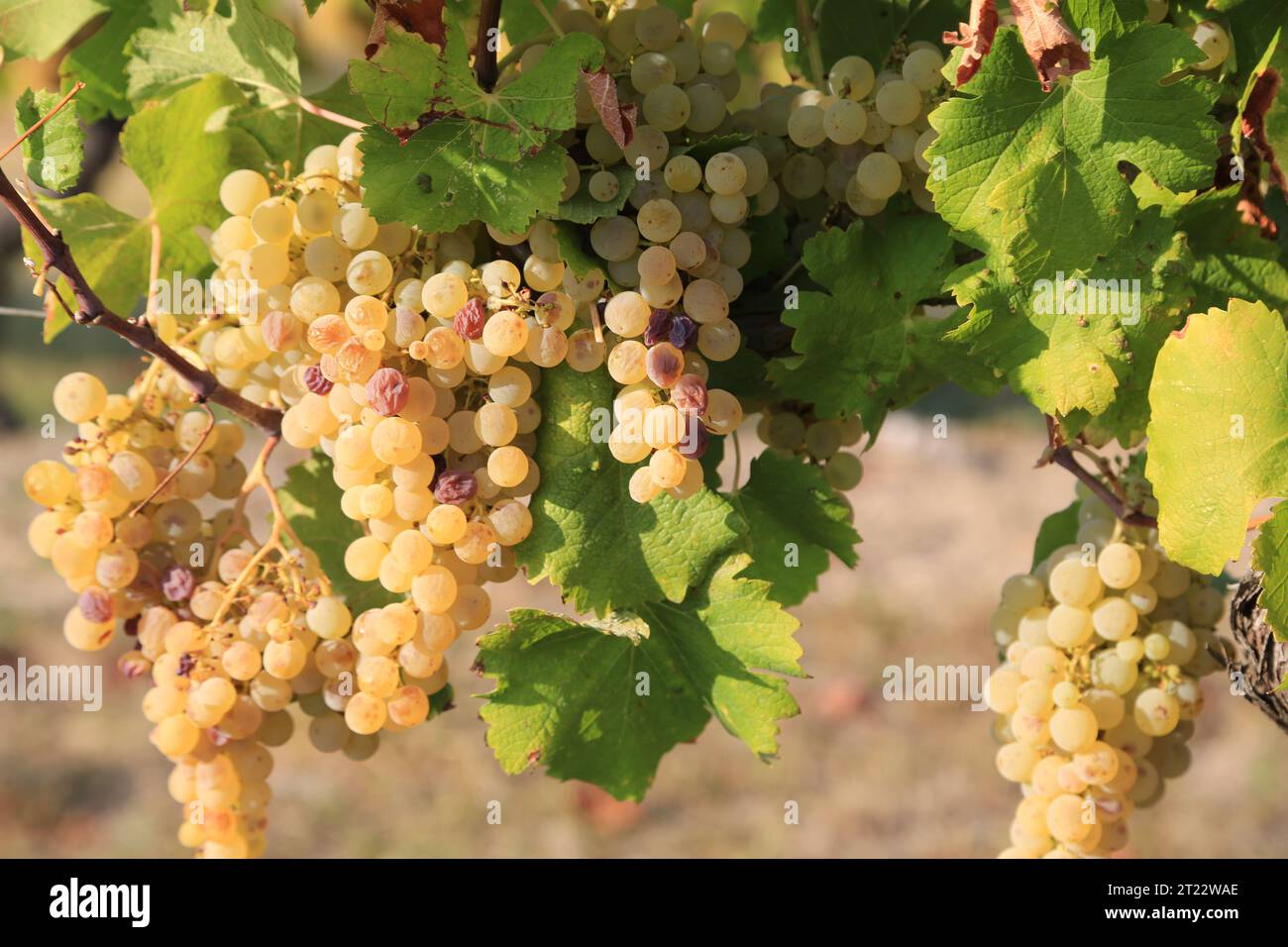 Monbazillac. Bunches of grapes with the beginning of noble rot ...