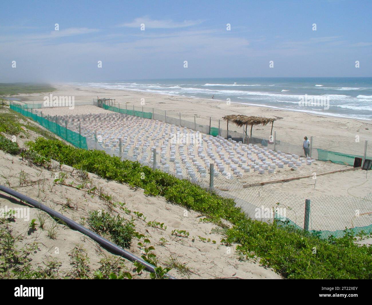 View of the Kemp's Ridley sea turtle incubation kraal at Rancho Nuevo ...