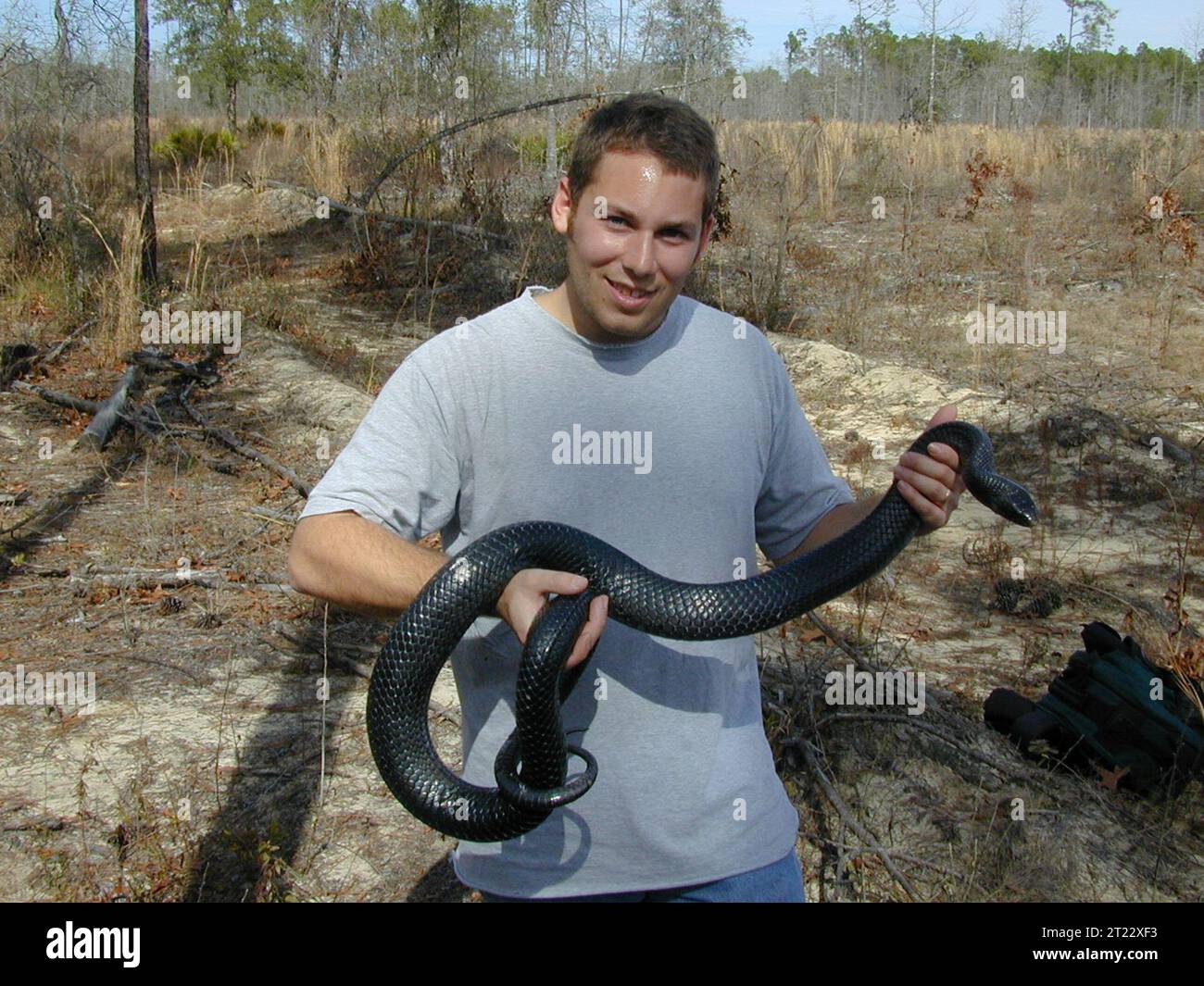 Eastern indigo snake (Drymarchon corais couperi). Creator: Pattavina ...