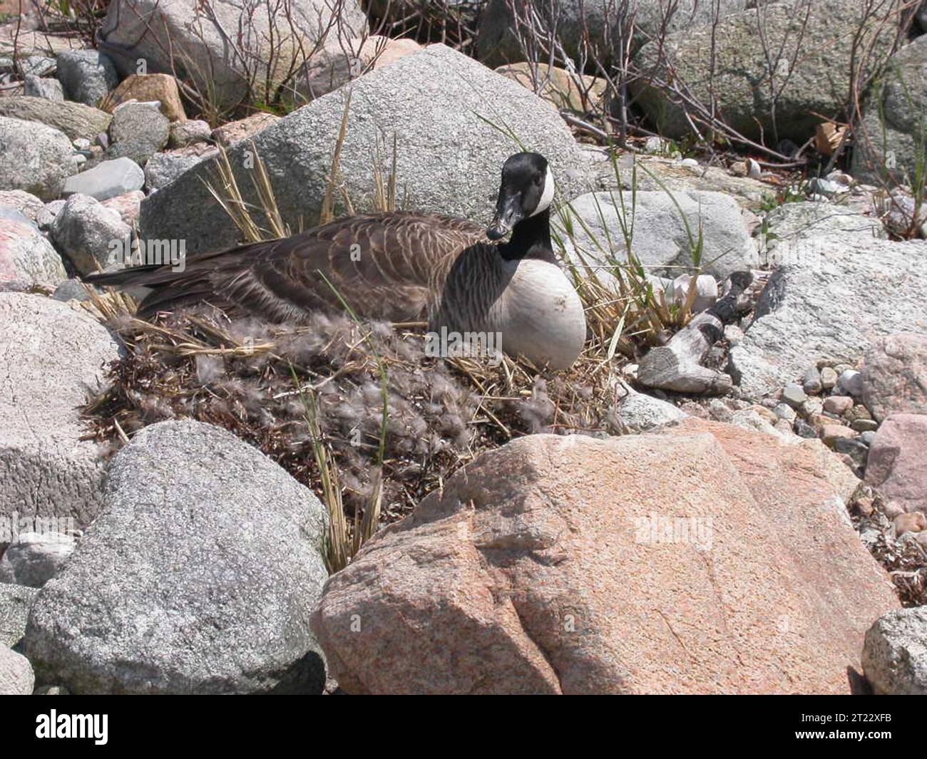 Impact goose hi-res stock photography and images - Alamy
