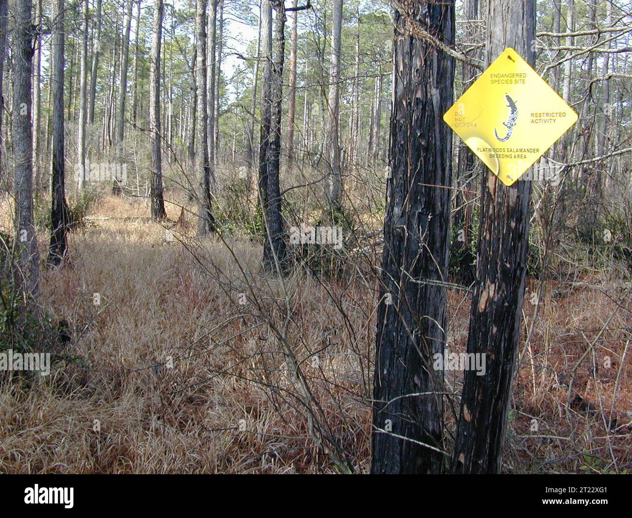 Threatened flatwoods salamander habitat. Creator: Pattavina, Pete ...
