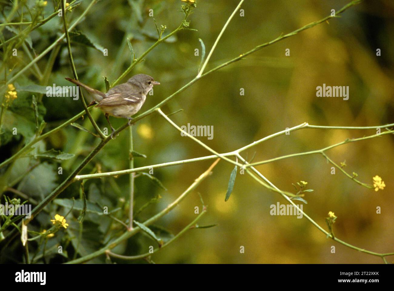 A Least Bell's Vireo perches on a stem outside of her nest. The Least ...