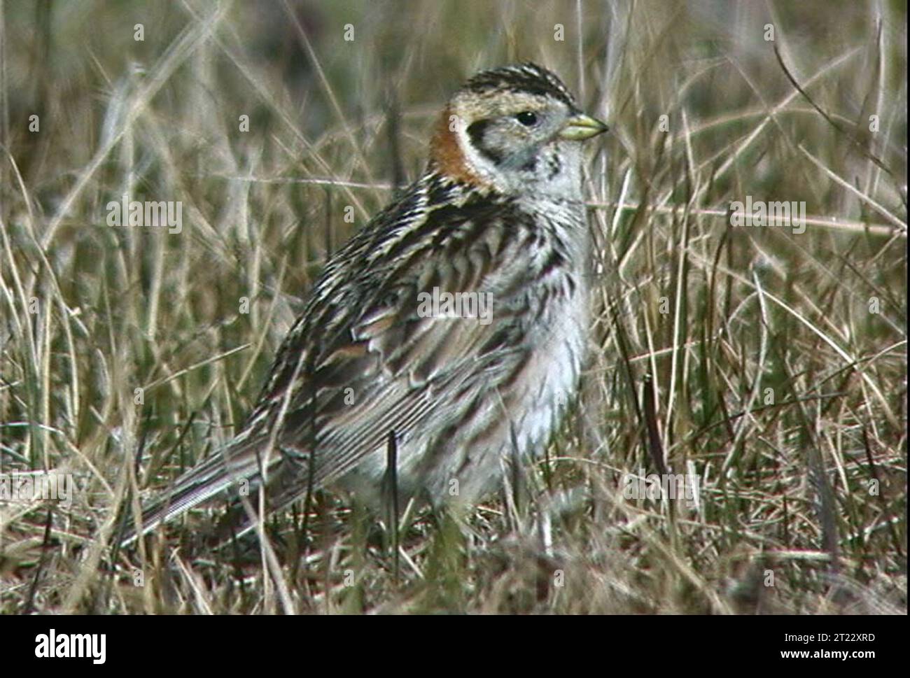 A Lapland Longspur perches on tundra vegetation in Alaska, identified ...