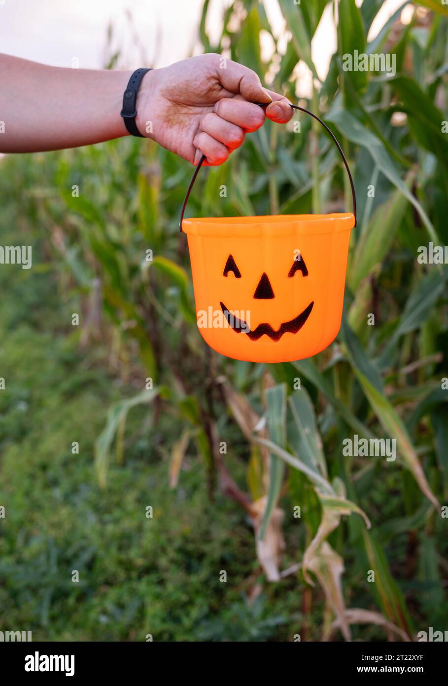 In a corn field, a guy holds an orange bucket with a scary face ...