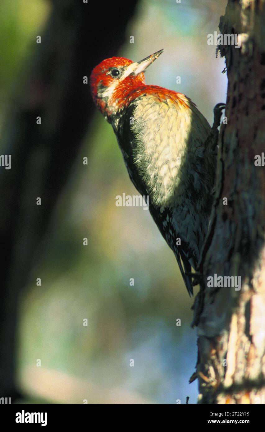 A close-up view of a Red-Breasted Sapsucker is photographed in Klamath ...