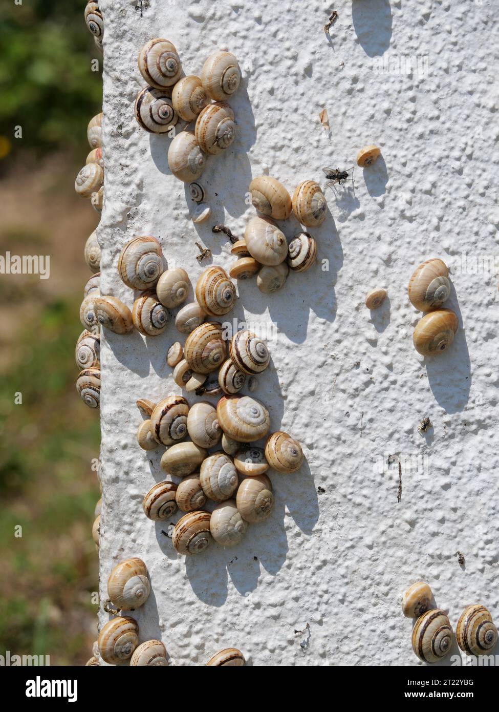 Many Mediterranean sand snails Theba pisana hanging on a white wall in ...