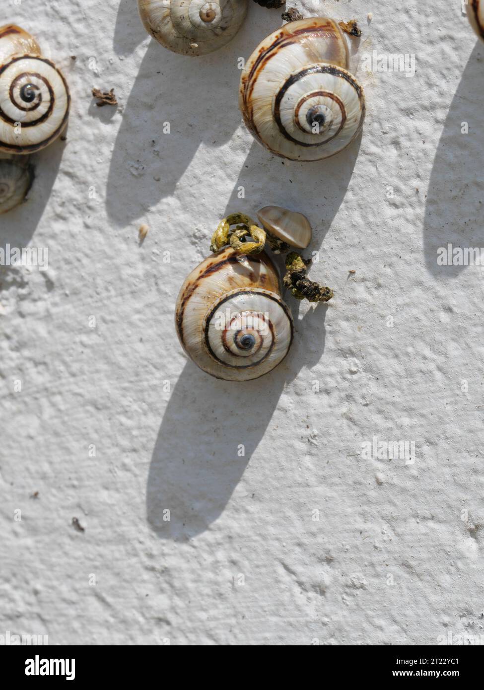 Many Mediterranean sand snails Theba pisana hanging on a white wall in ...