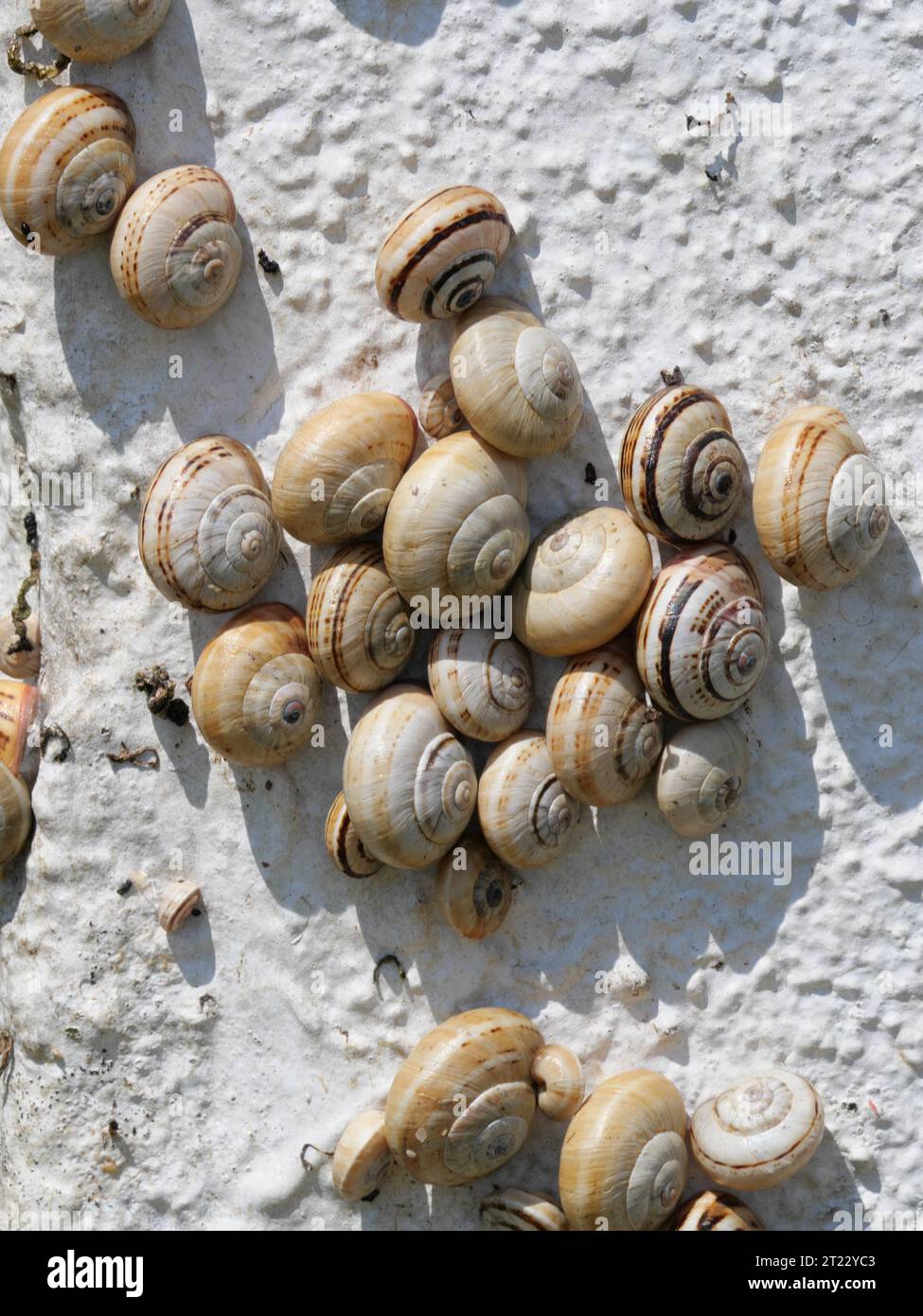 Many Mediterranean sand snails Theba pisana hanging on a white wall in ...