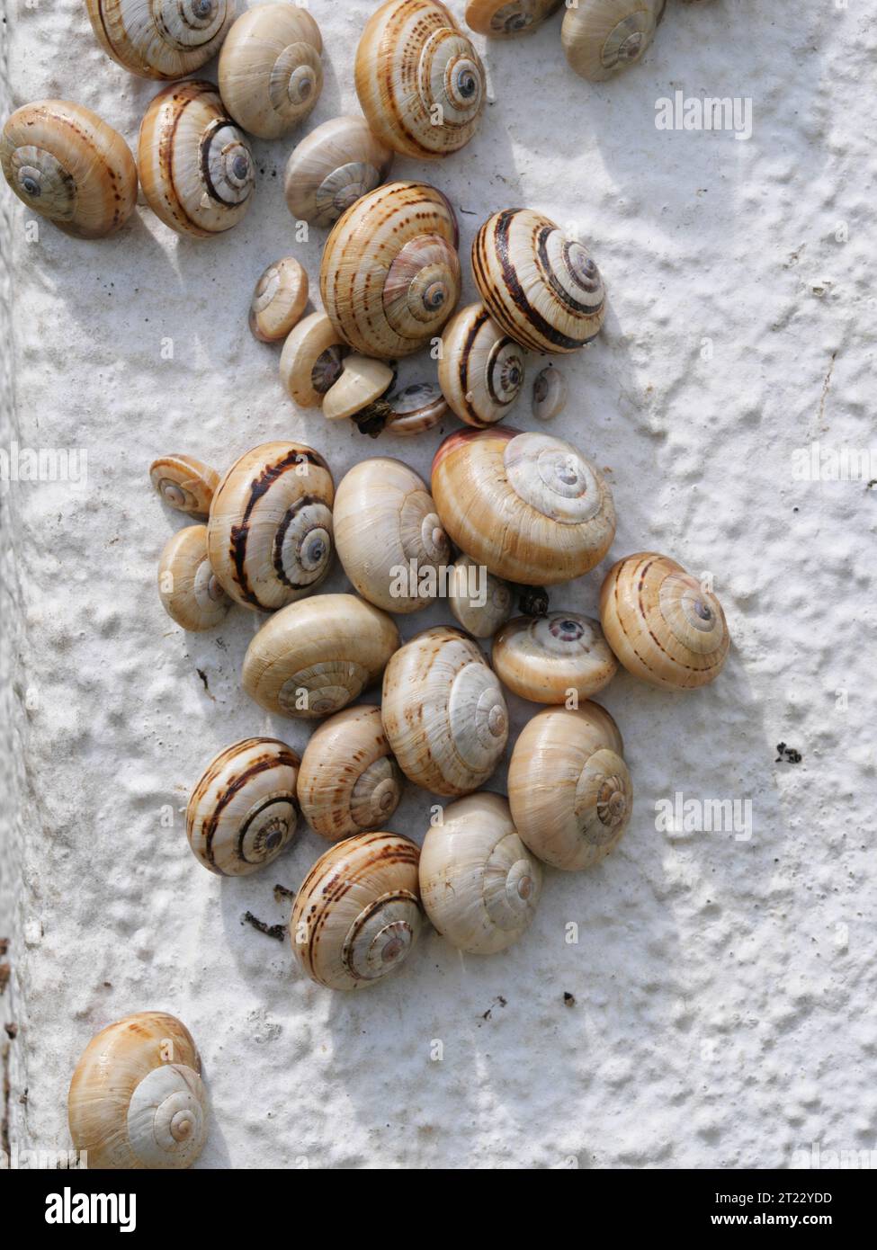 Many Mediterranean sand snails Theba pisana hanging on a white wall in ...