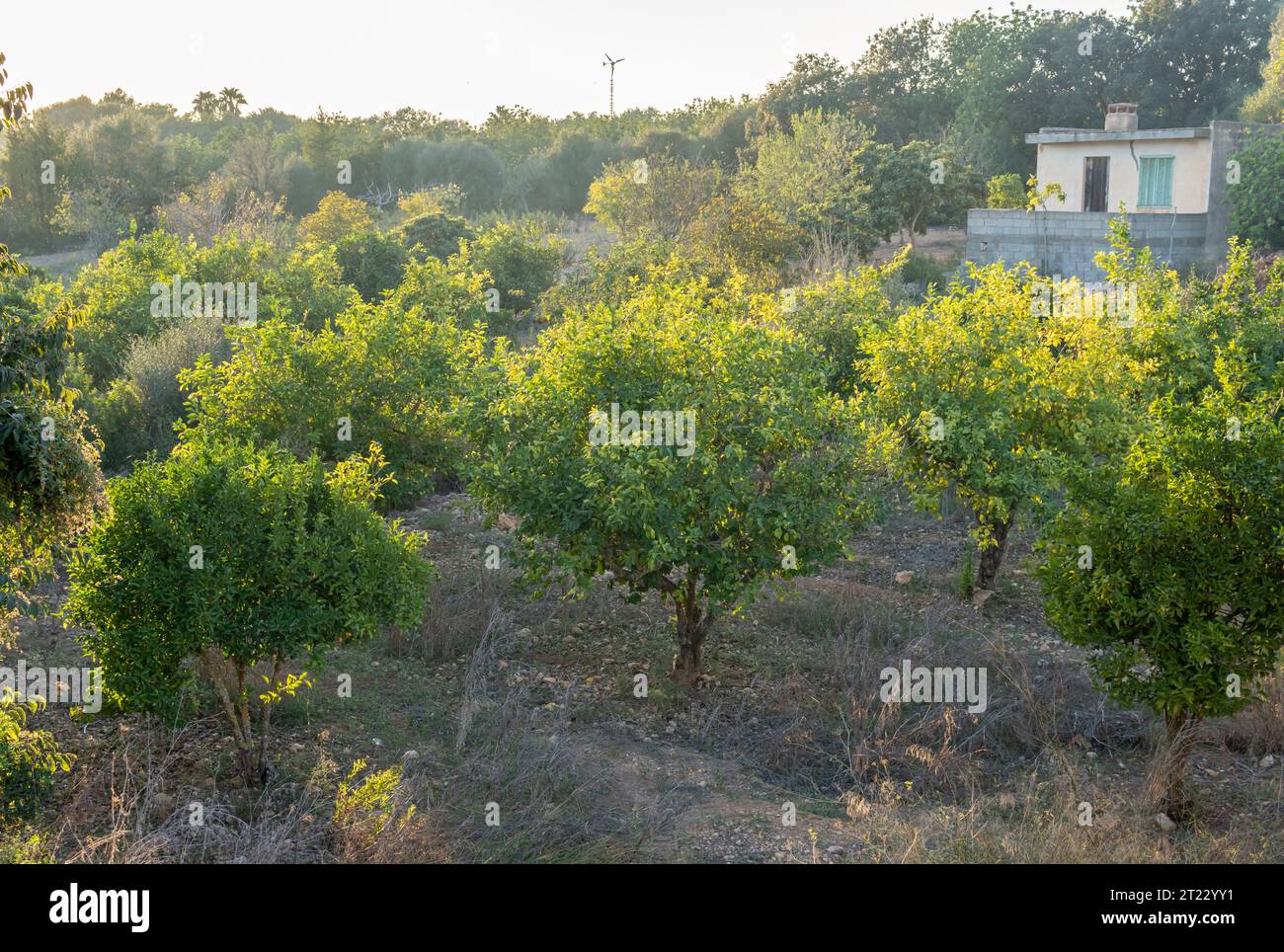 Citrus tree cultivation in the interior of the island of Mallorca at ...