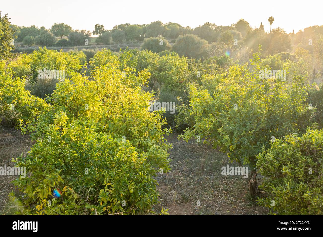 Citrus tree cultivation in the interior of the island of Mallorca at ...