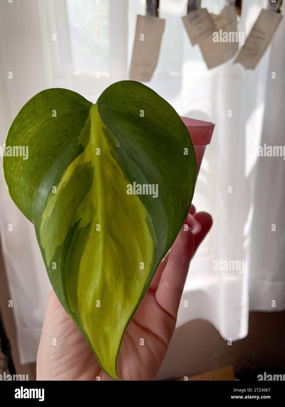 Philodendron brasil plant leaf close up green and yellow. High quality ...
