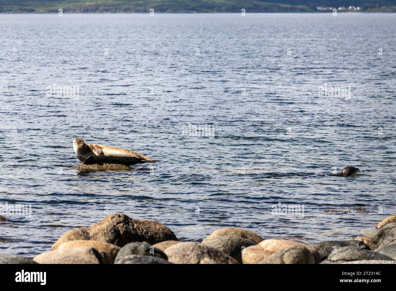 Colony of seals basking on the rocks, Isle Of Arran, Firth of Clyde ...