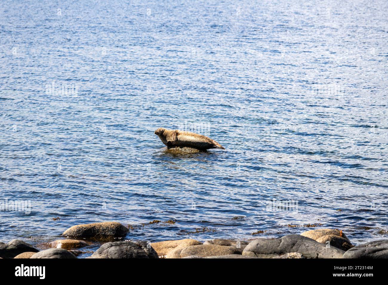 Colony of seals basking on the rocks, Isle Of Arran, Firth of Clyde ...