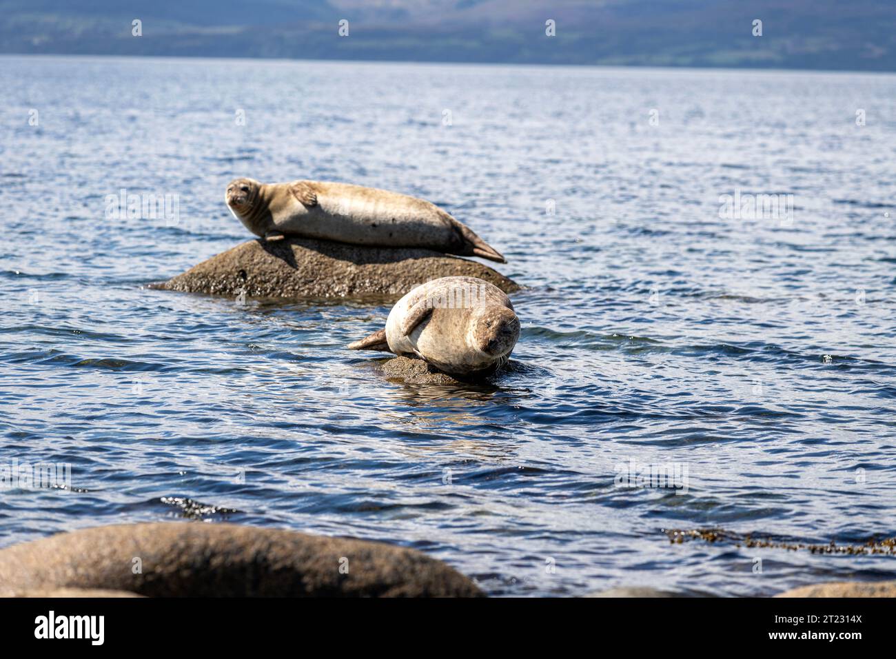 Colony of seals basking on the rocks, Isle Of Arran, Firth of Clyde ...
