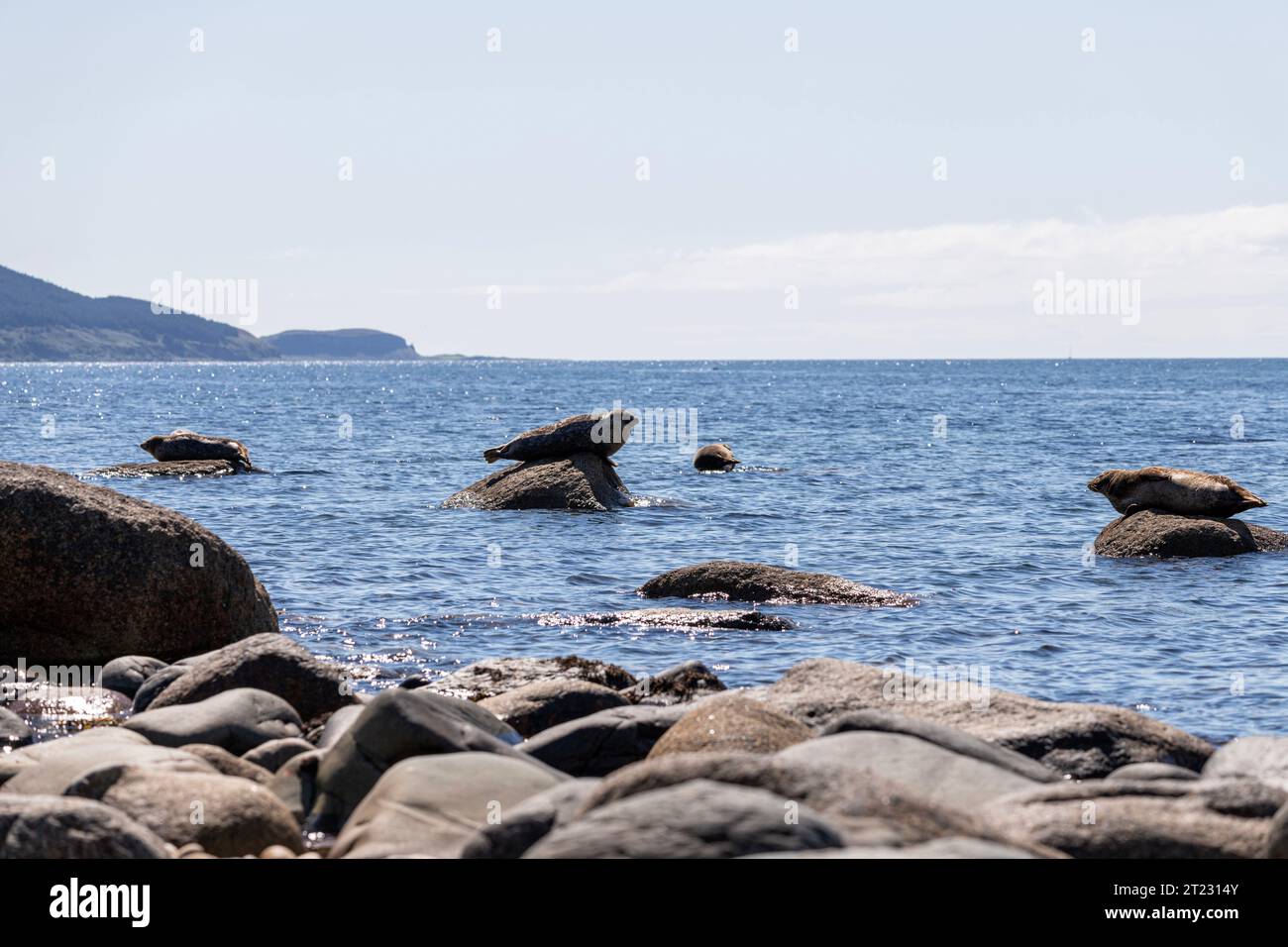 Colony of seals basking on the rocks, Isle Of Arran, Firth of Clyde ...
