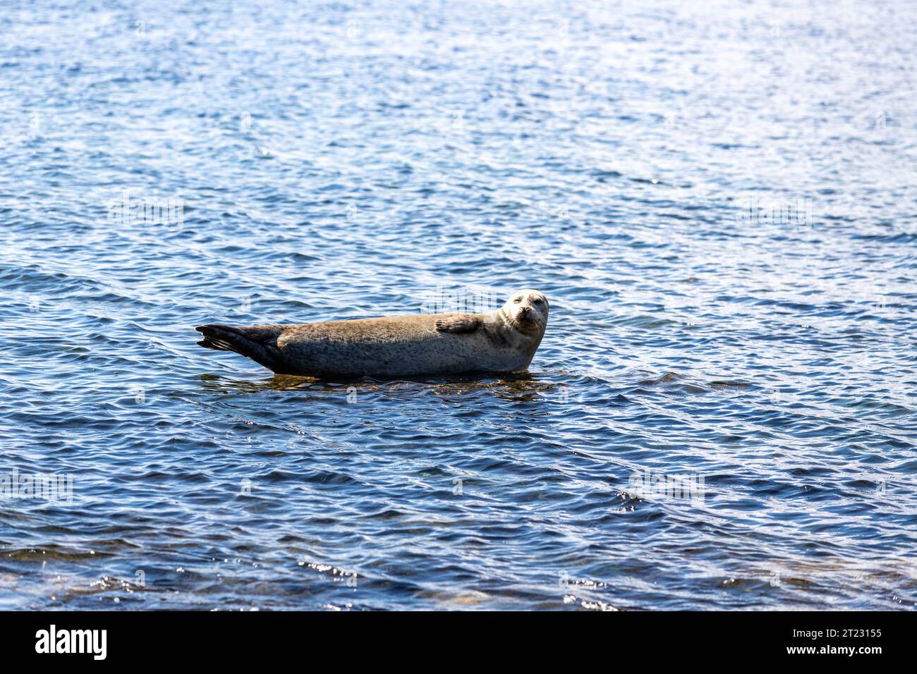 Seal watching spots hi-res stock photography and images - Alamy