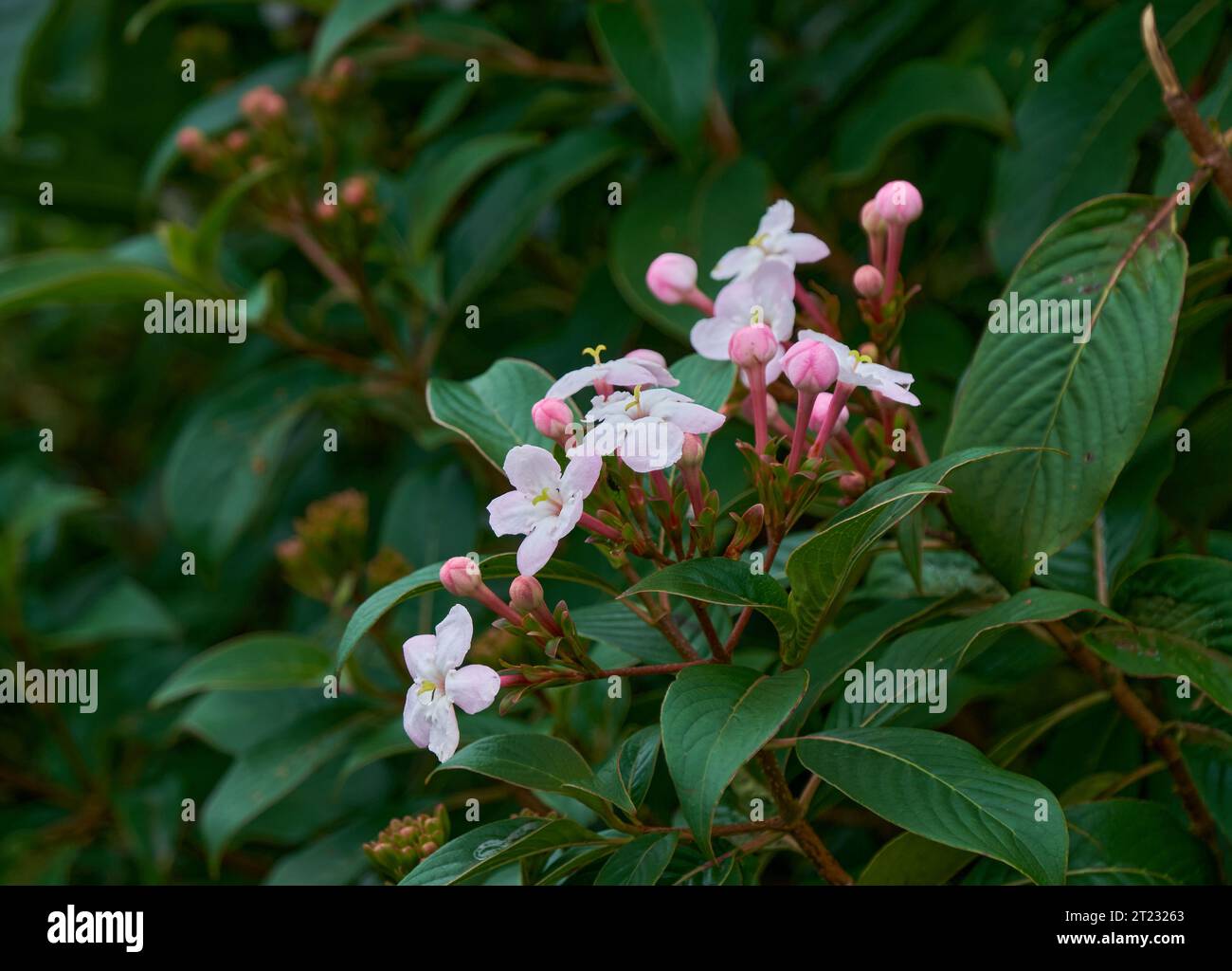 Luculia flowers hi-res stock photography and images - Alamy
