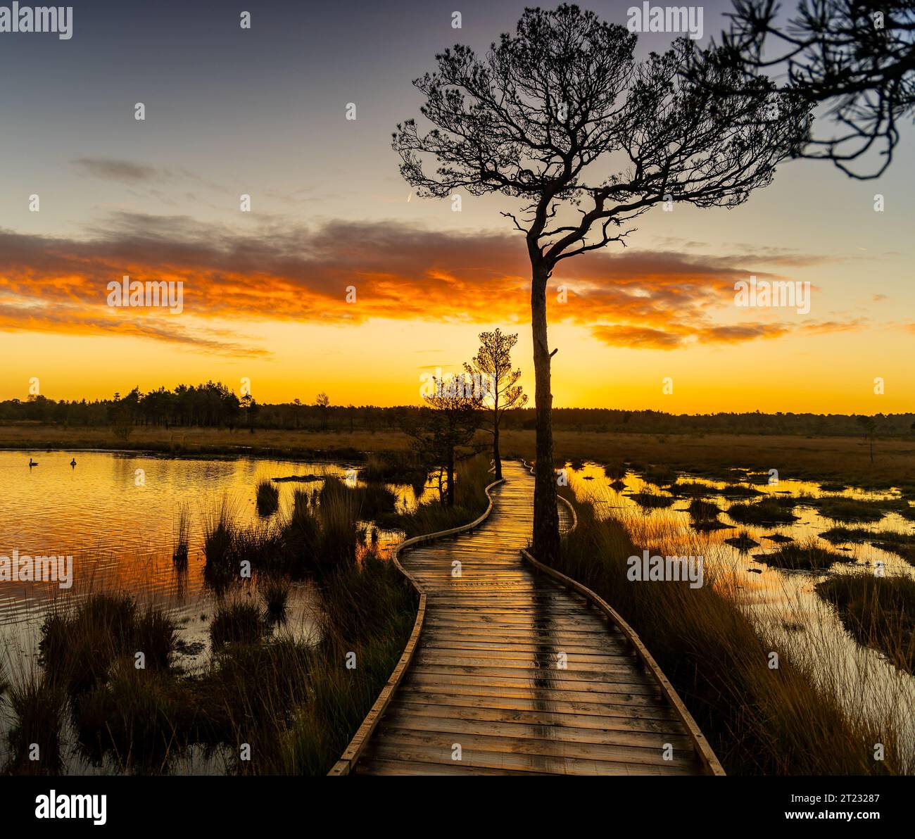 Thursley Common National Nature Reserve October Autumn sunrise golden ...