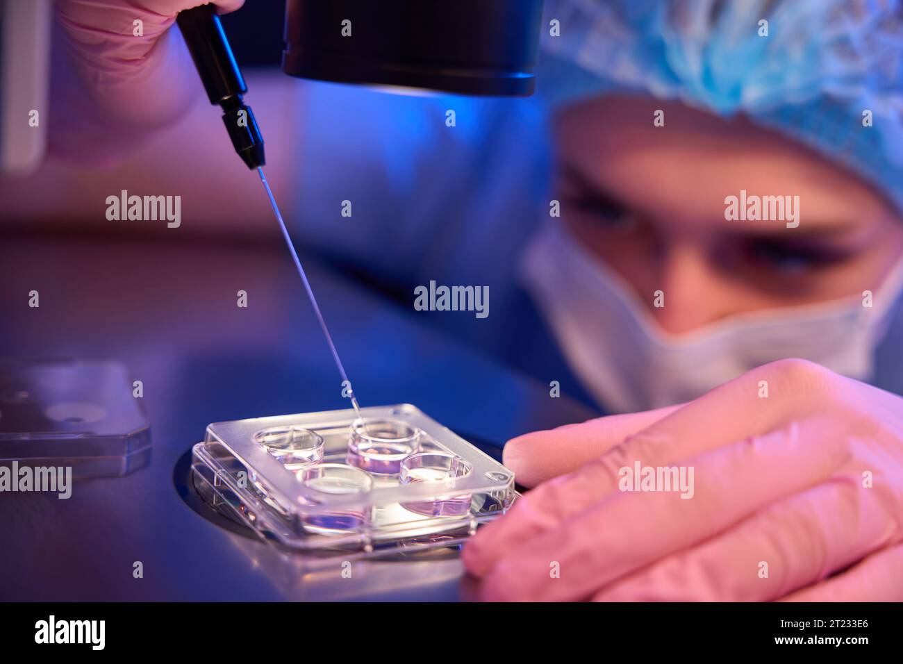 Focused lab scientist collecting in vitro cultured embryos for biopsy ...