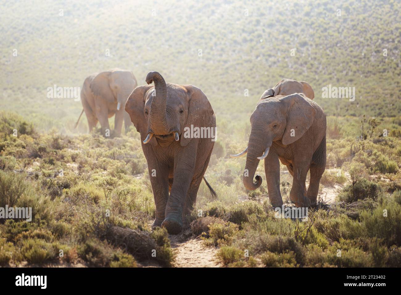 An elephant tribe of four walking in the South African midlands near ...