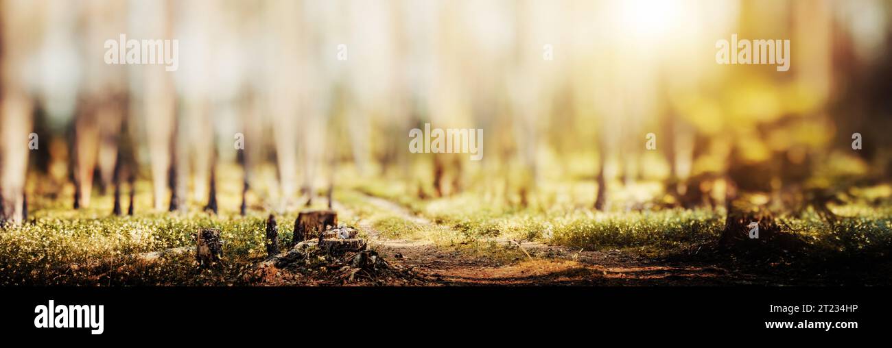 Summer forest panorama - beautiful green natural landscape Stock Photo ...