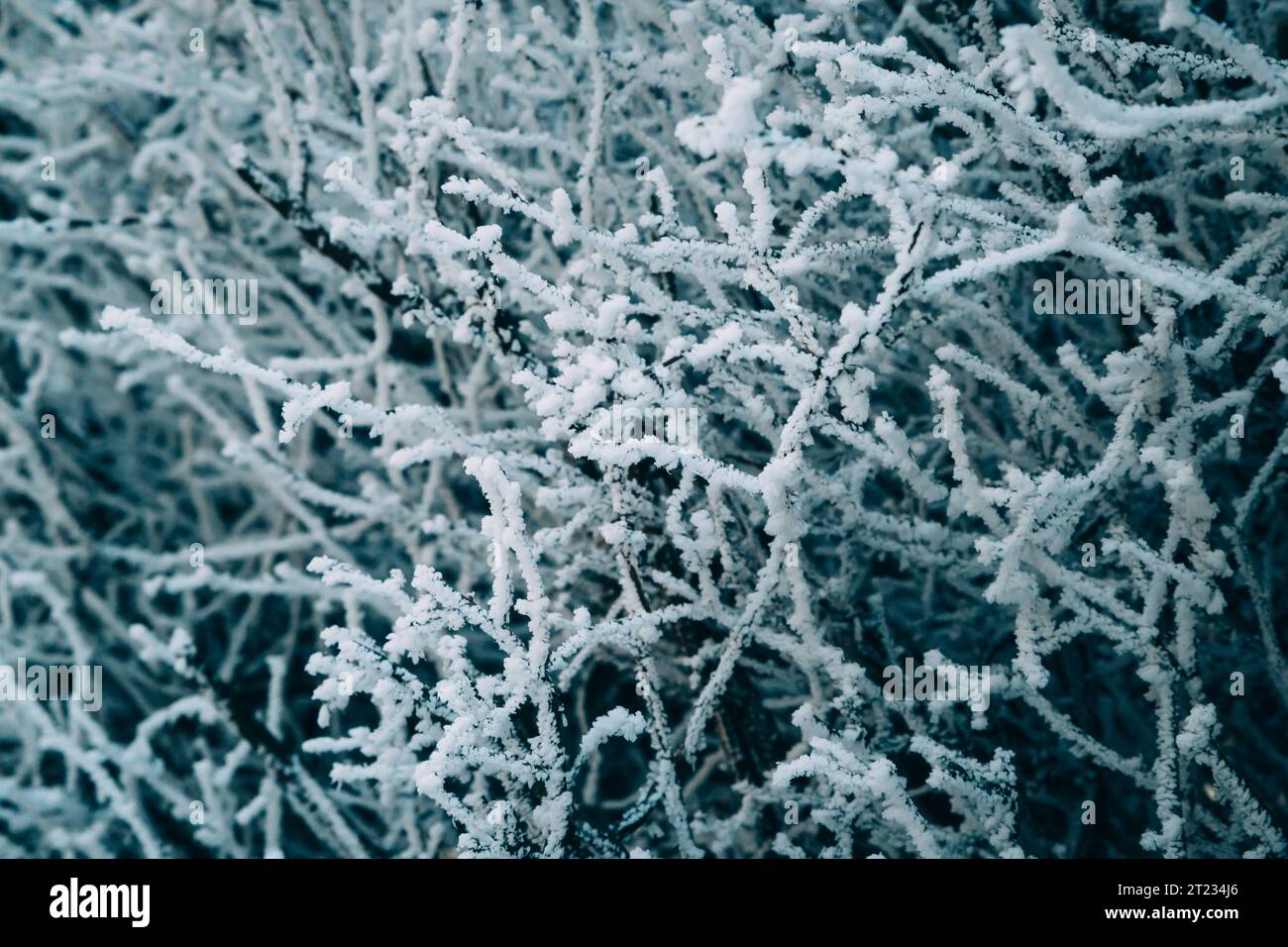 Close up of bush branches covered with hoarfrost after ice fog and snow ...