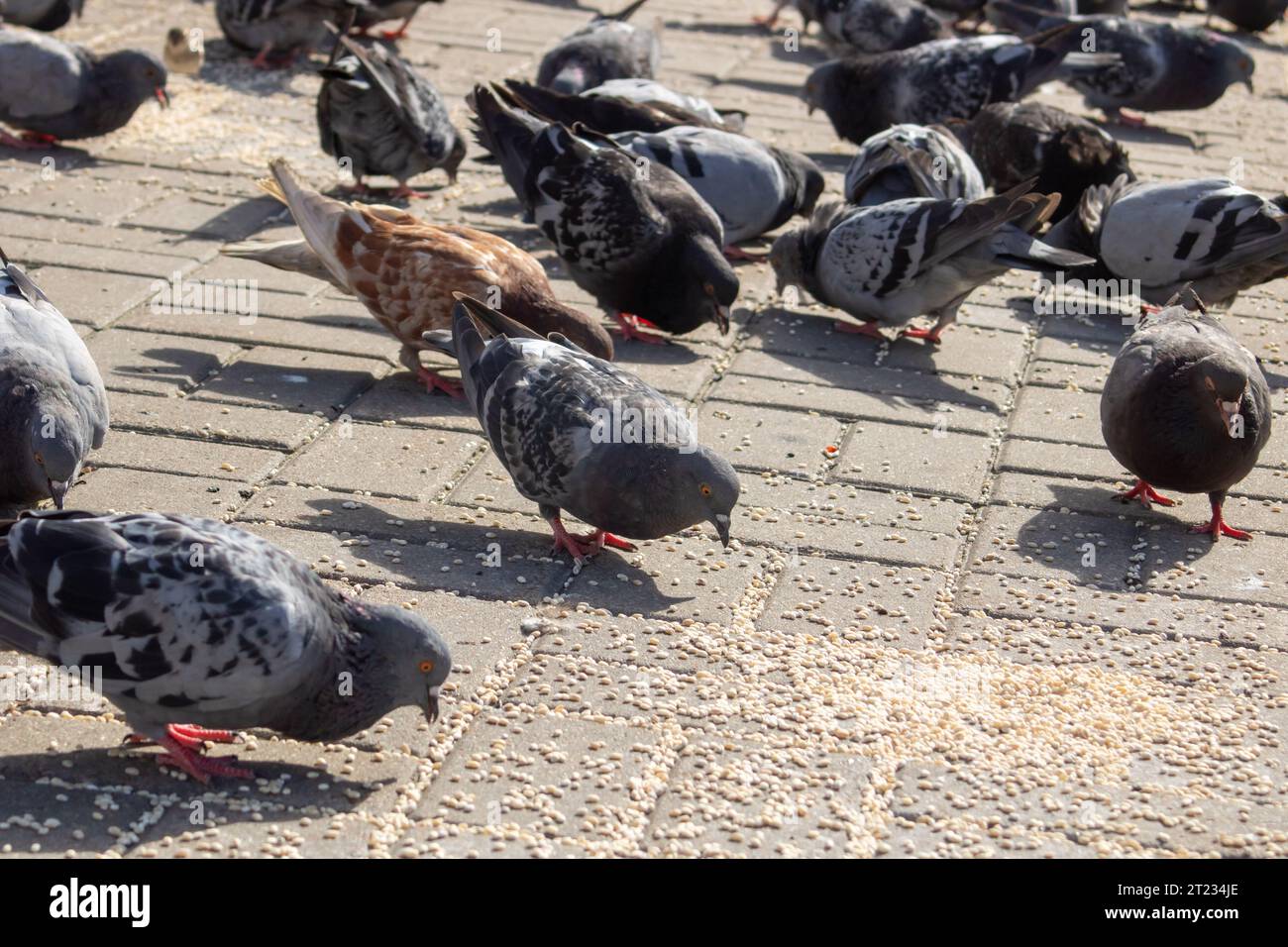 Pigeons eating grain on the sidewalk close up Stock Photo - Alamy