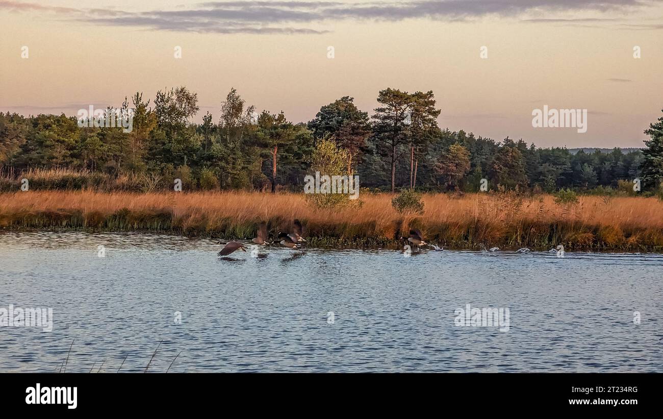 Thursley Common National Nature Reserve October Autumn sunrise golden ...