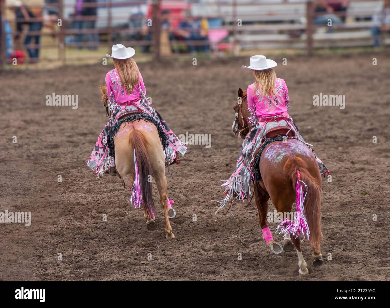 2 cowgirls riding two horse at a rodeo in a dirt arena. The horses are ...