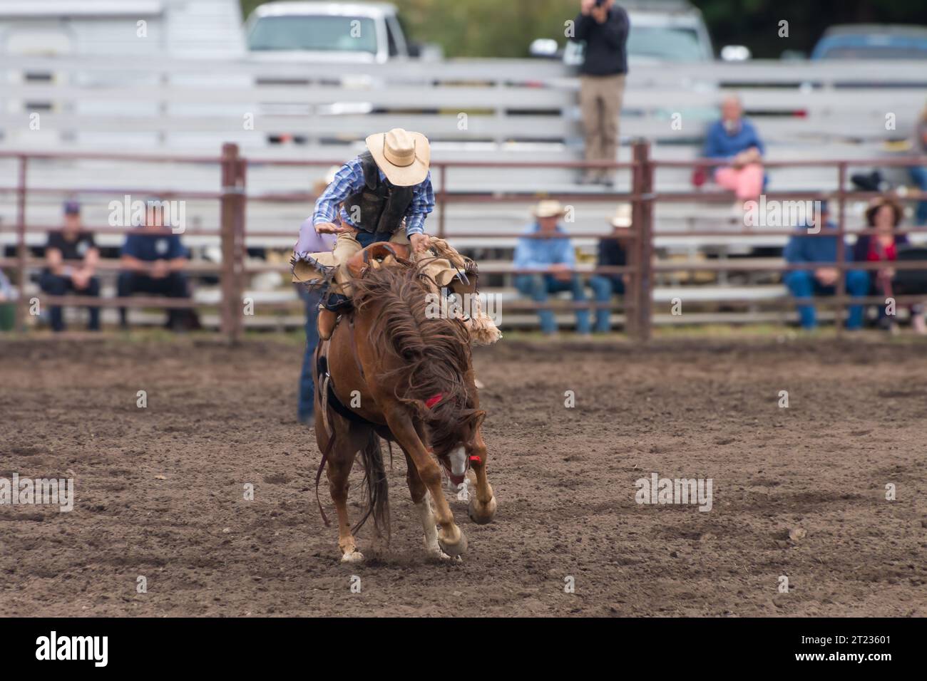 A cowboy is riding a bucking bronco at a rodeo. An out of focus grand ...