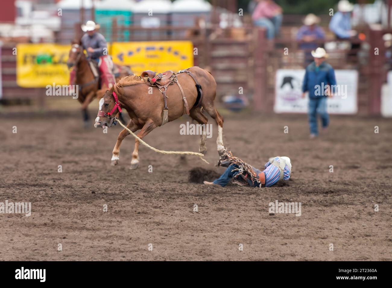 A cowboy has been bucked off a bucking bronco at a rodeo. The horse has ...